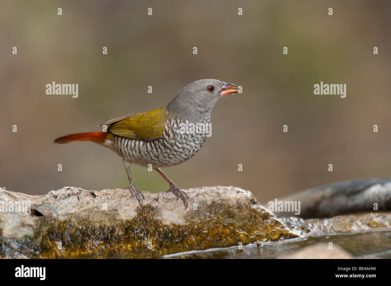 Melba finch, green-winged pytilia, Pytilia melba, Tuli Block, Botswana ...