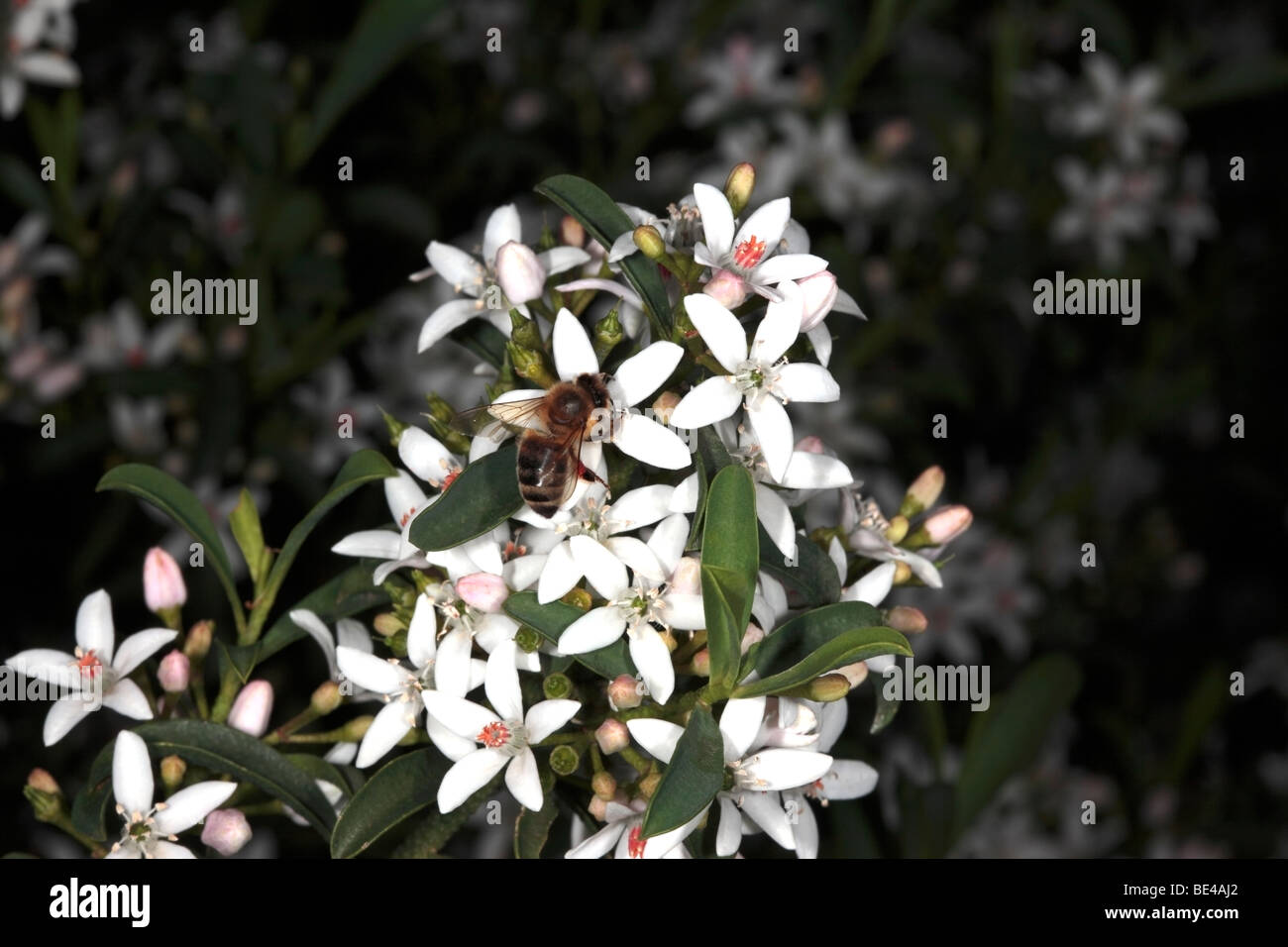 Long-leaf Wax Flower [Family Rutaceae] and Honey Bee- Eriostemon ...