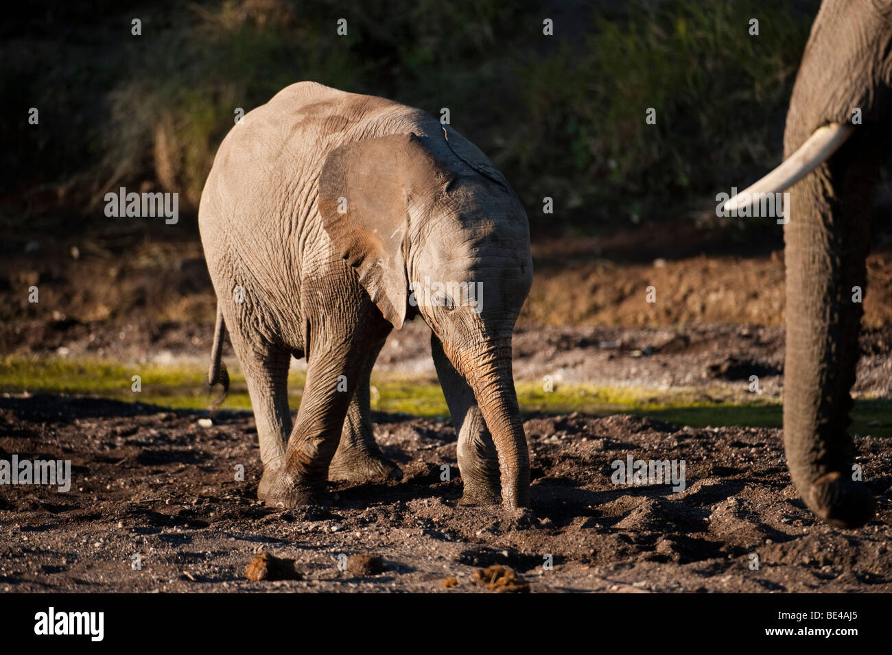 Baby African elephant ( Loxodonta africana africana), Tuli Block ...