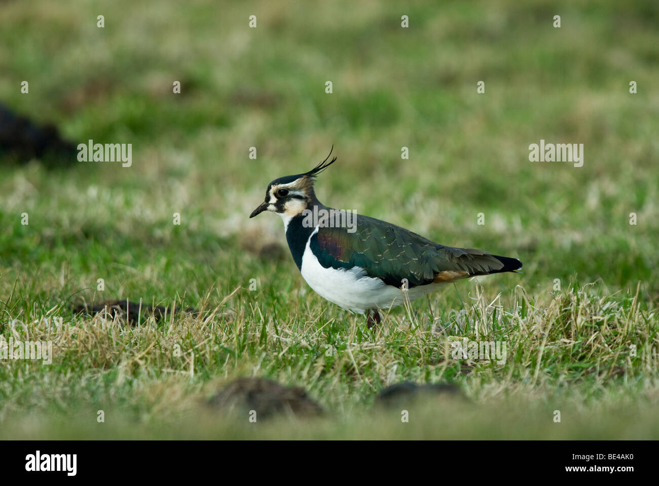 Plovers in a field hi-res stock photography and images - Alamy