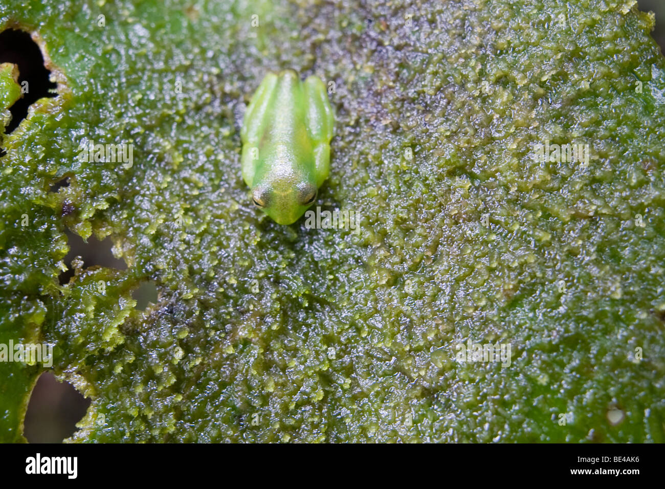 Spiny cochran "glass frog" (Cochranella spinosa). Glass frogs have ...