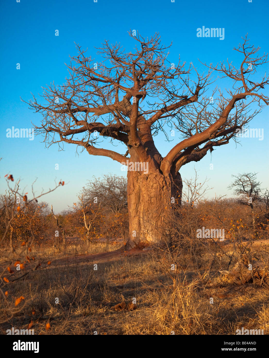 Mopani tree hi-res stock photography and images - Alamy