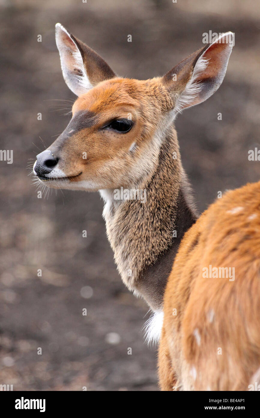 Jane doe head hi-res stock photography and images - Alamy