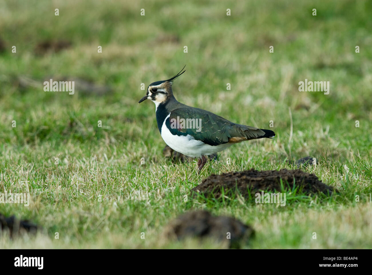 Plovers in a field hi-res stock photography and images - Alamy