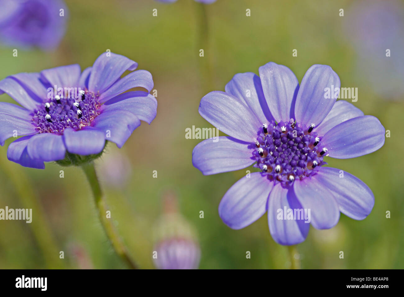 True blue daisy (Felicia heterophylla) flowers Stock Photo - Alamy
