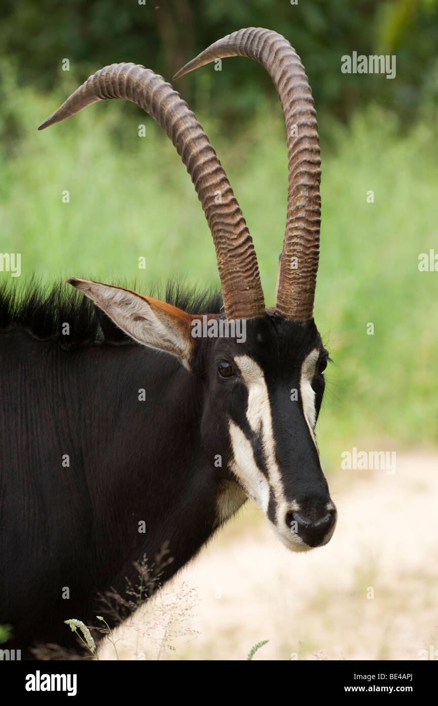 Sable antelope ( Hippotragus niger), Hoedspruit Endangered Species ...