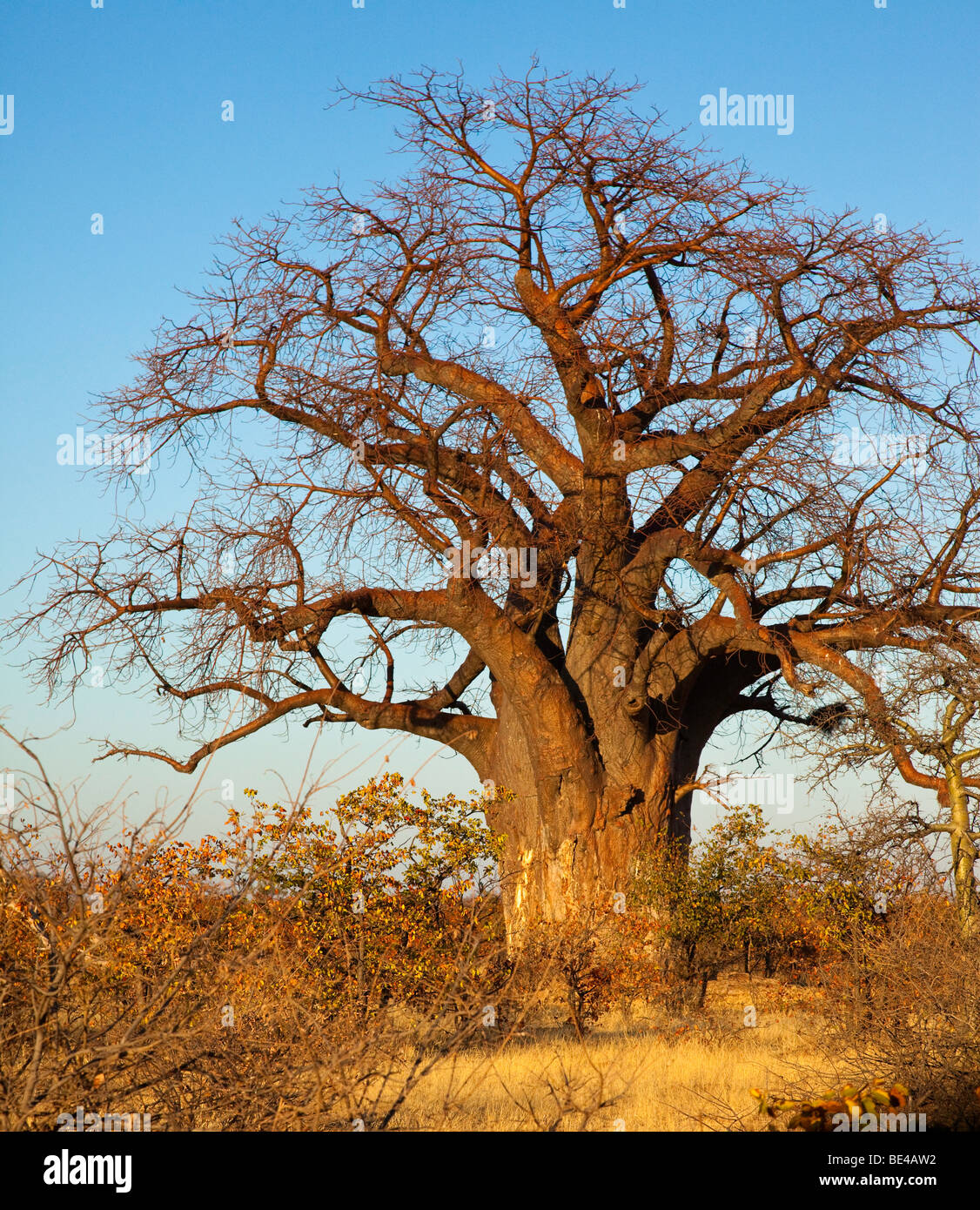 Mopani tree hi-res stock photography and images - Alamy