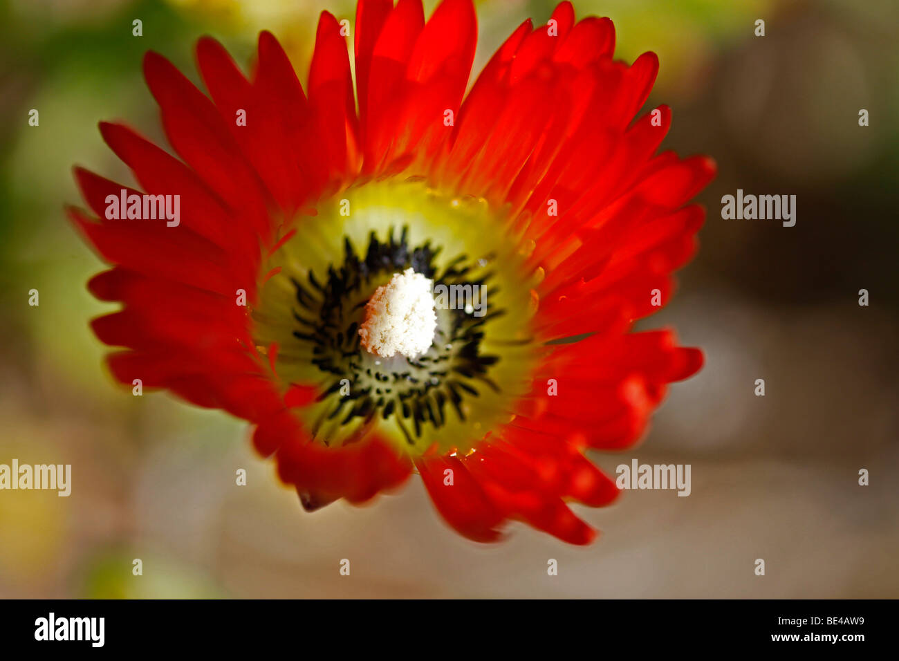 Red Vygie flower close-up Stock Photo - Alamy