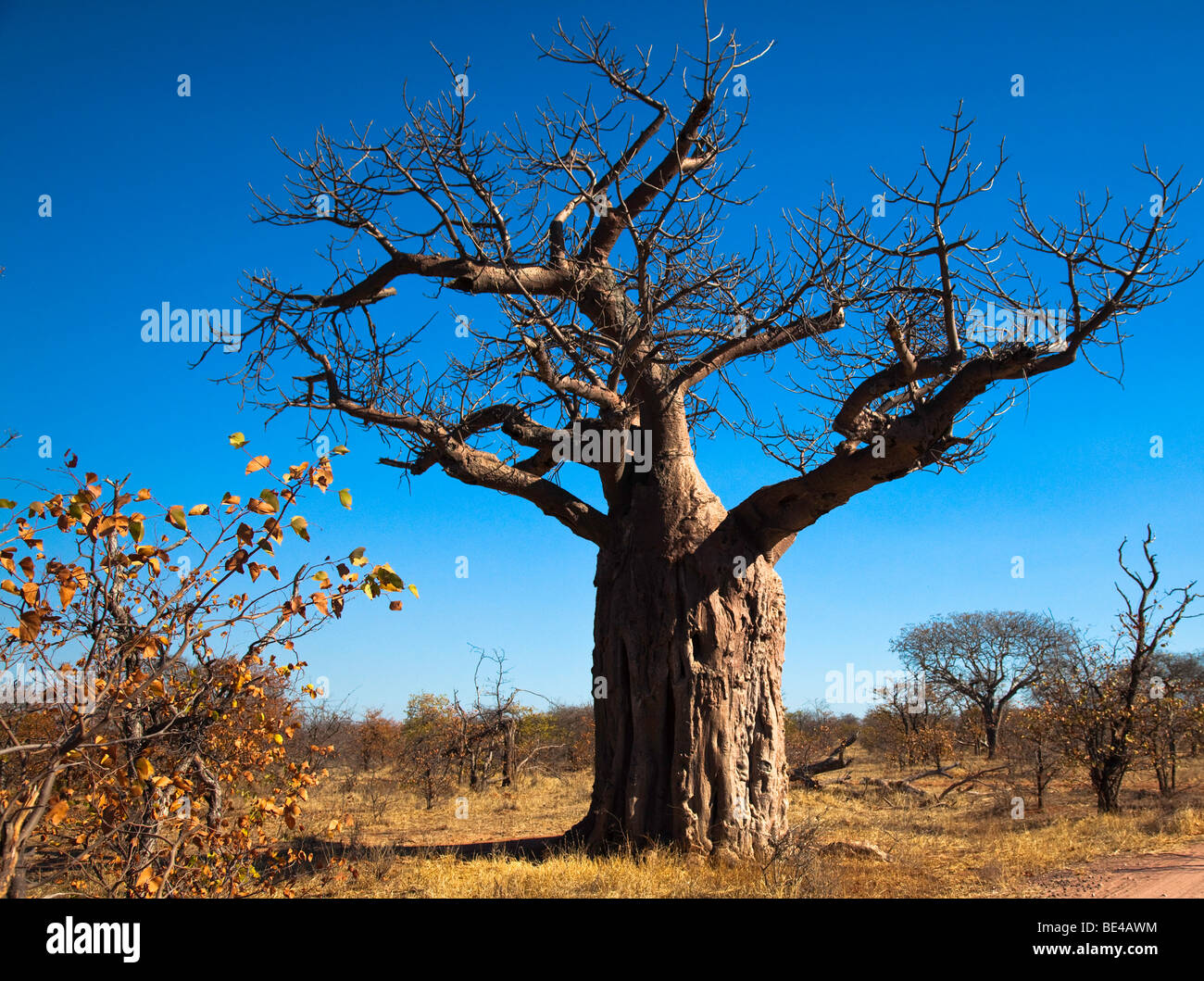 Mopani Tree High Resolution Stock Photography and Images - Alamy