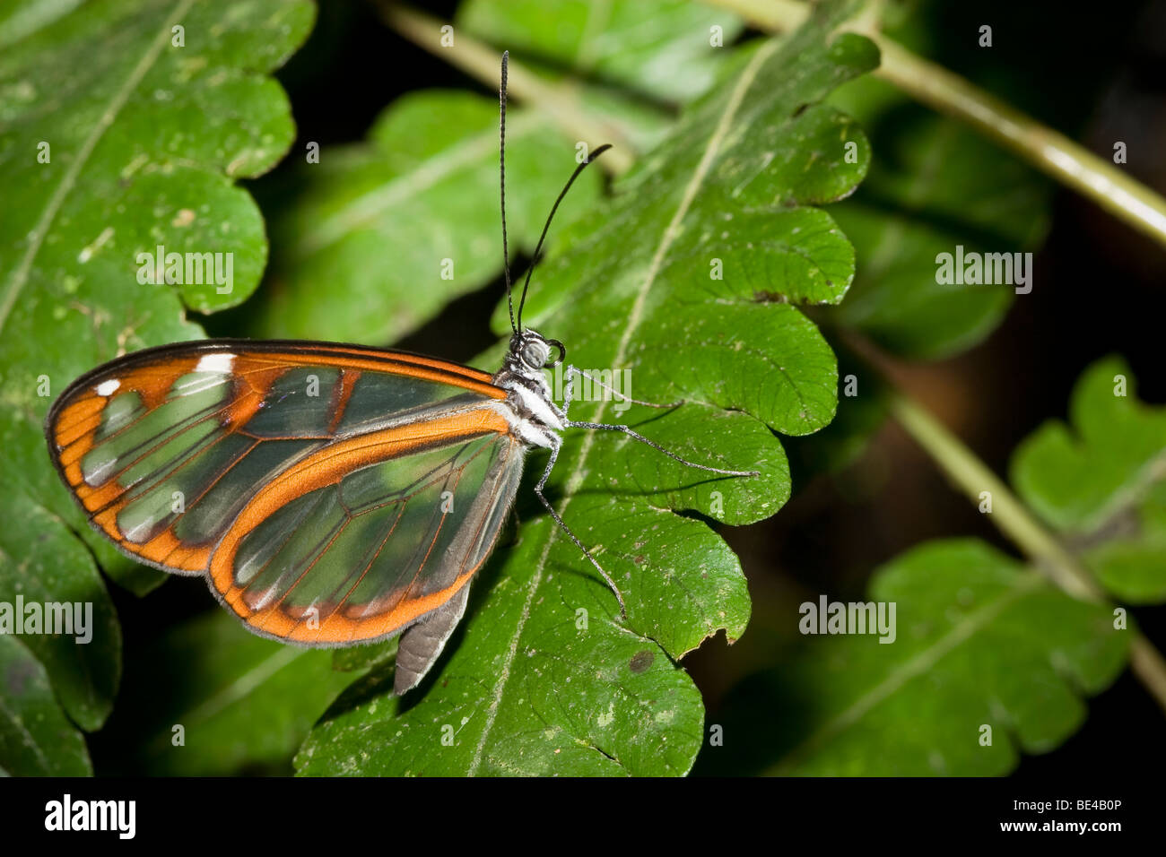 Clearwing butterfly. Order Lepidoptera, family Nymphalidae ...