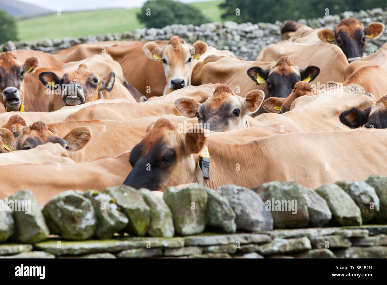 Jersey cows on a farm in the Yorkshire Dales near Bainbridge, UK Stock ...
