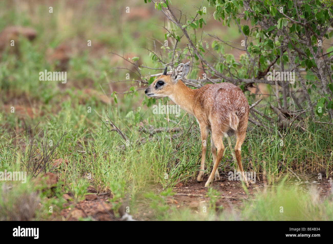 Sharpe's grysbok (Raphicerus sharpei), Kruger National Park, South ...