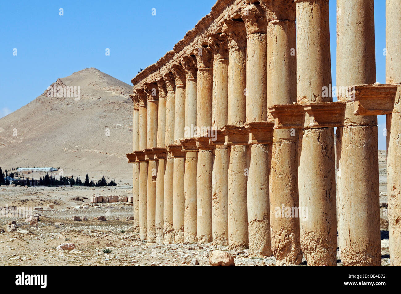 Row of columns in the ruins of the Palmyra archeological site, Tadmur ...