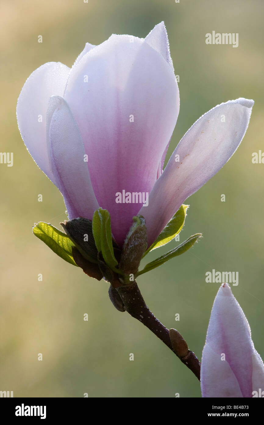 Magnolienbaeume hi-res stock photography and images - Alamy