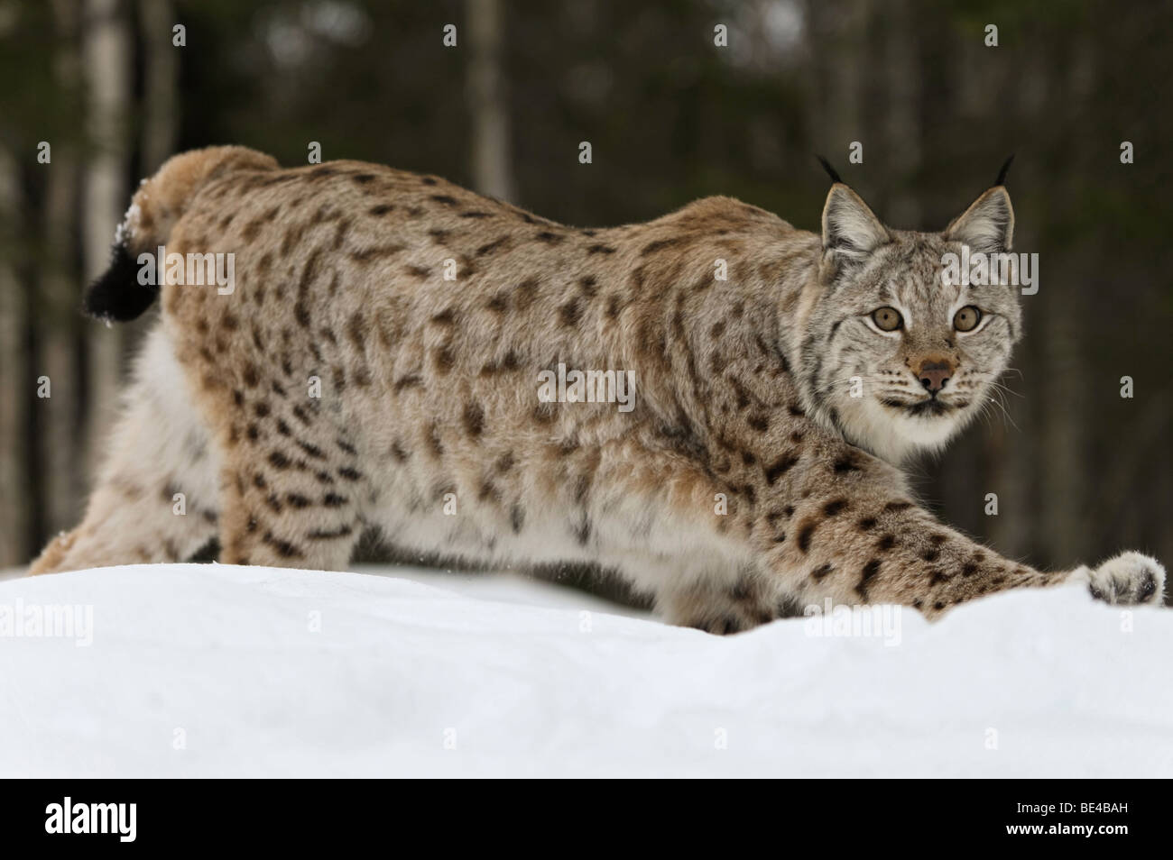 Lynx Hunting High Resolution Stock Photography and Images - Alamy
