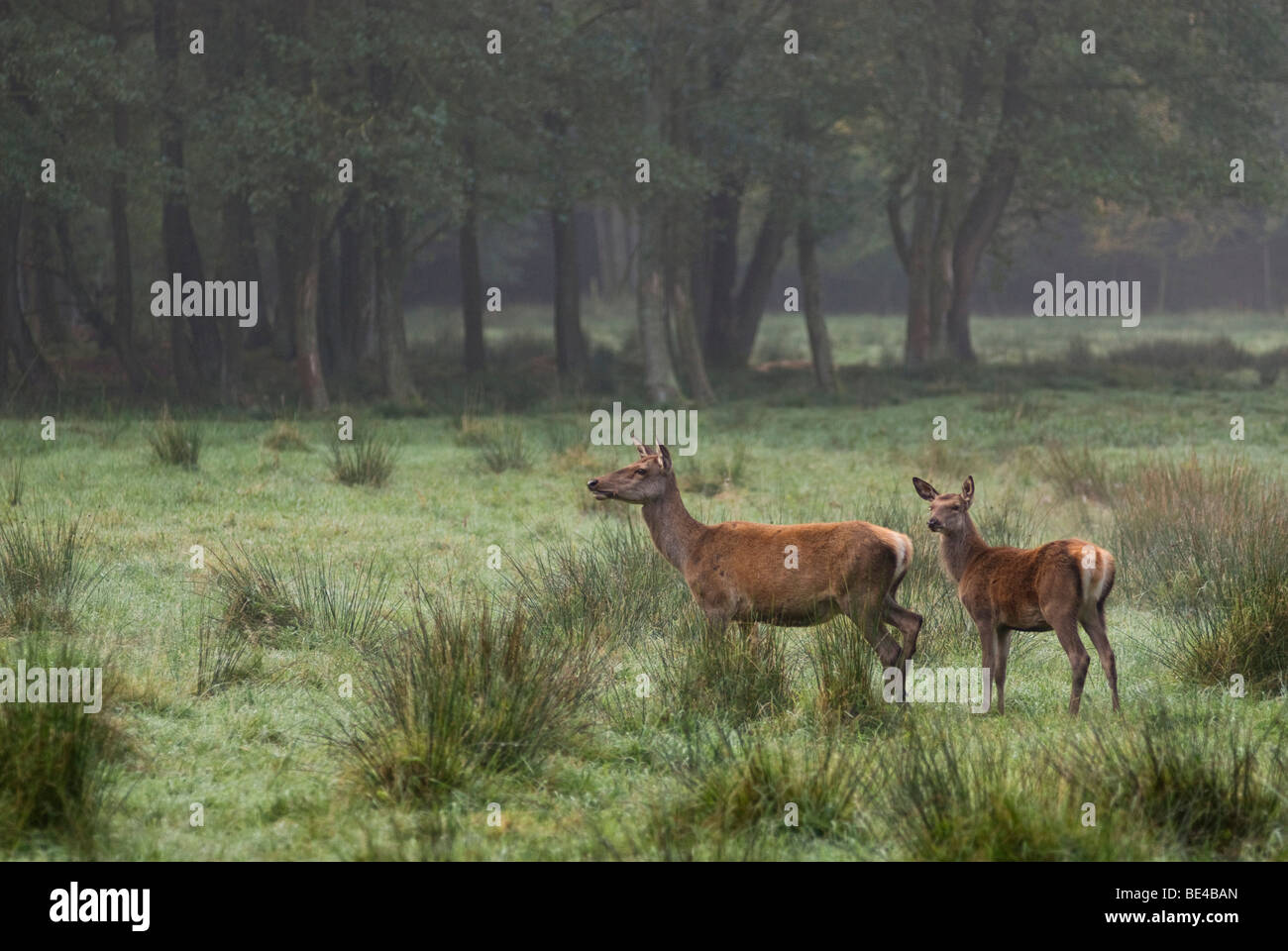 Junge hirsche mit geweih hi-res stock photography and images - Alamy