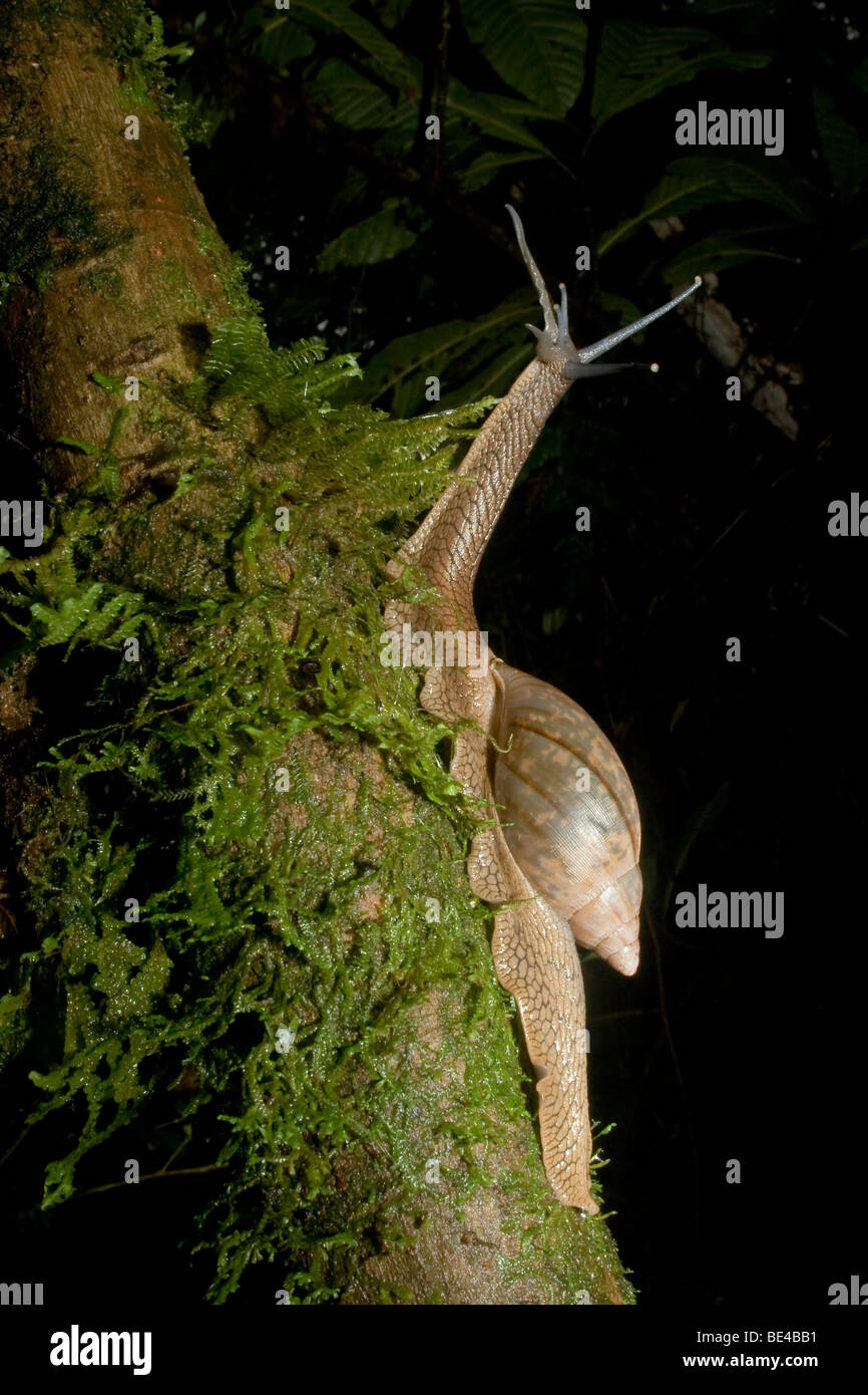 Large tree snail on the move. Photographed in Costa Rica Stock Photo ...