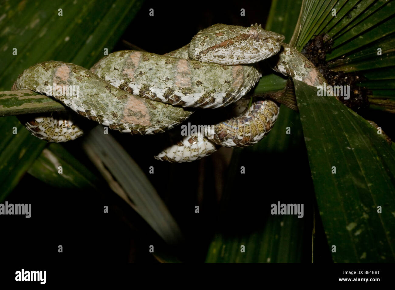 Eyelash pit viper, Bothriechis schlegelii; a highly venomous arboreal ...