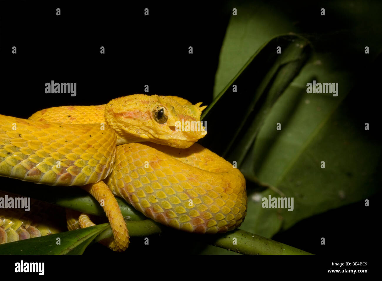Eyelash pit viper hi-res stock photography and images - Alamy