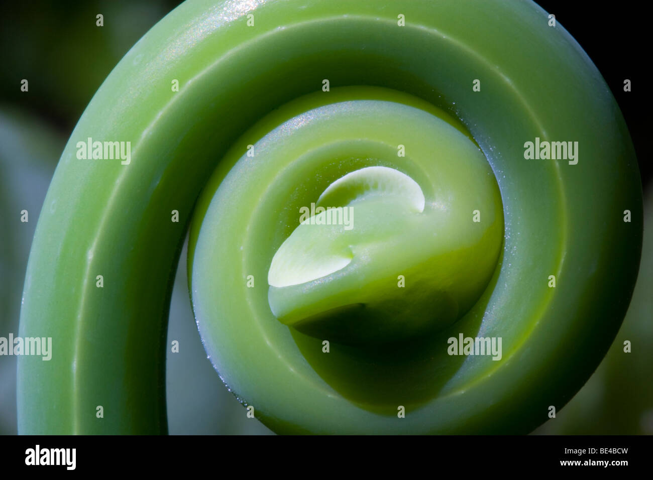 Unfurling fern fiddlehead in the mountain rainforests of Panama Stock ...