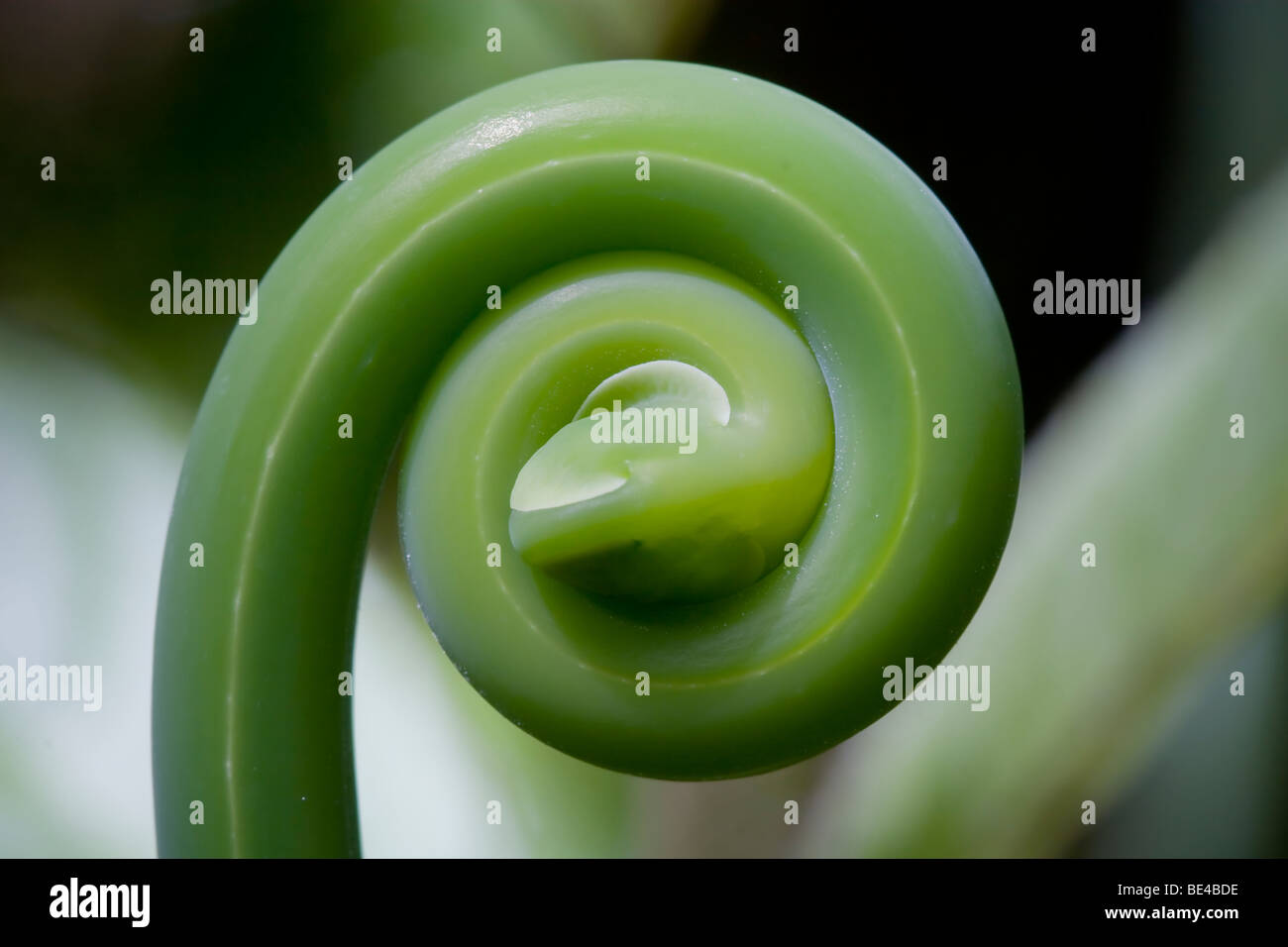 Unfurling fern fiddlehead in the mountain rainforests of Panama Stock ...