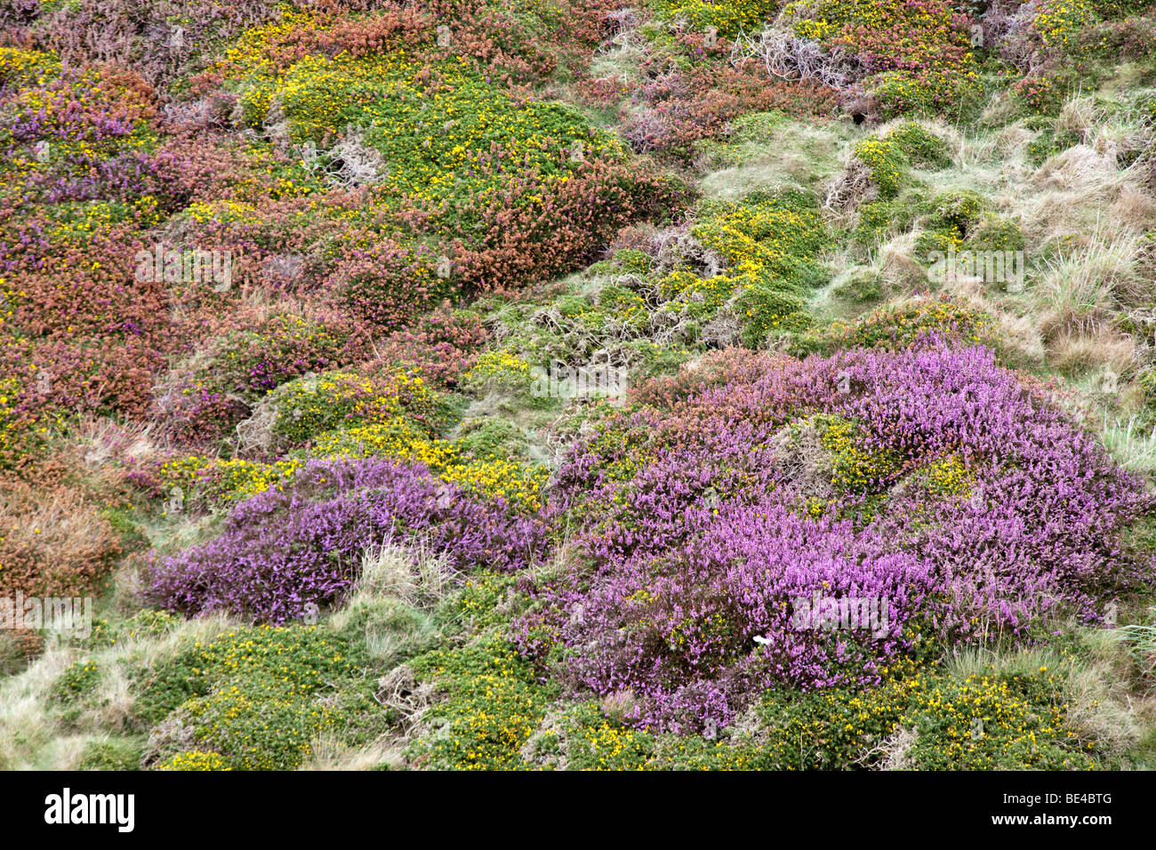 wild moor heather landscape at ouessant island, brittany, finistere ...