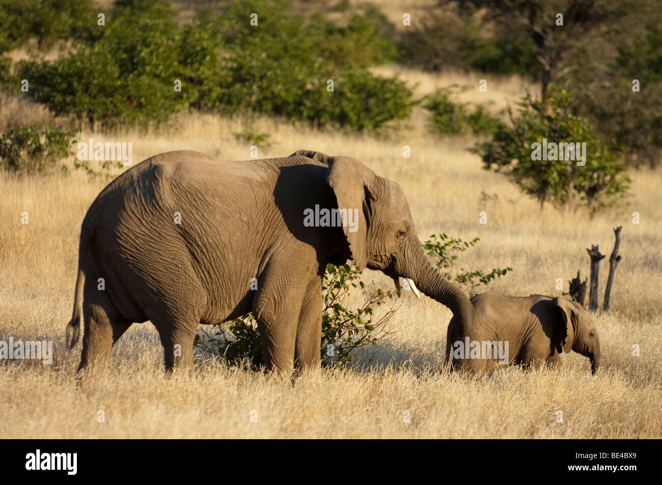 Tuli block hi-res stock photography and images - Alamy
