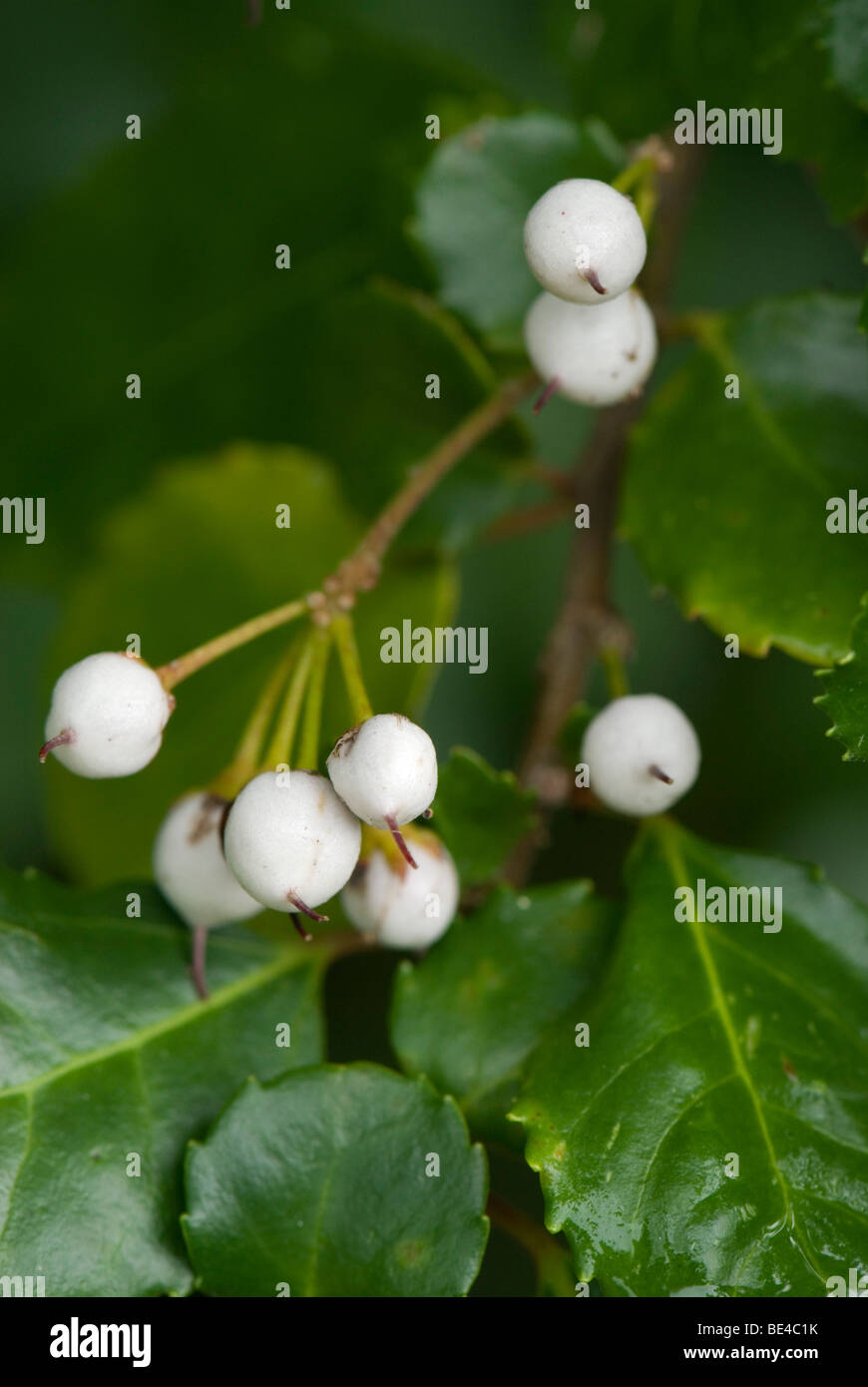 Azara serrata andes gold Stock Photo - Alamy