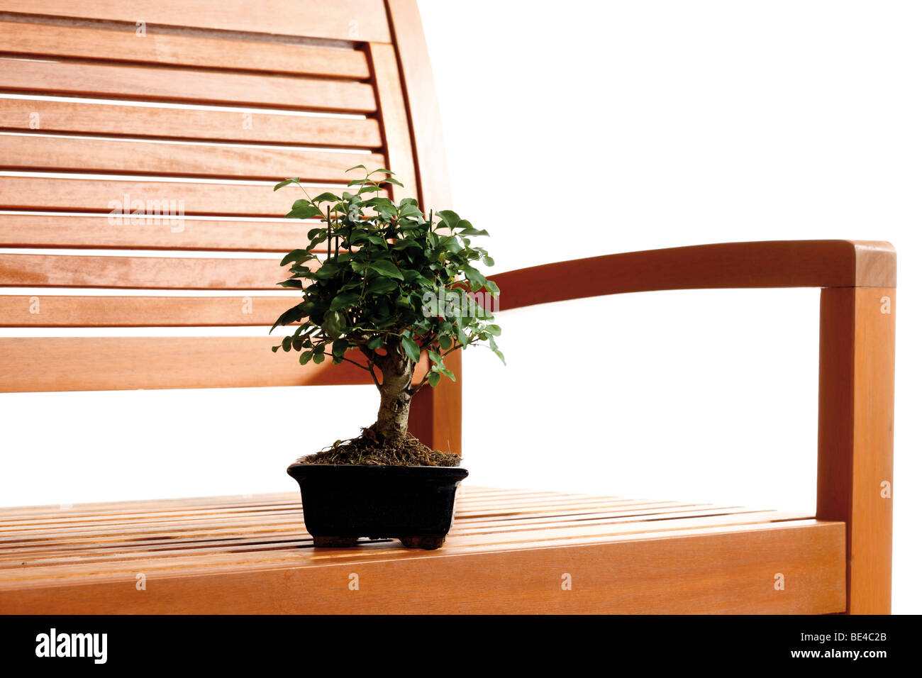 Checking bonsai hi-res stock photography and images - Alamy
