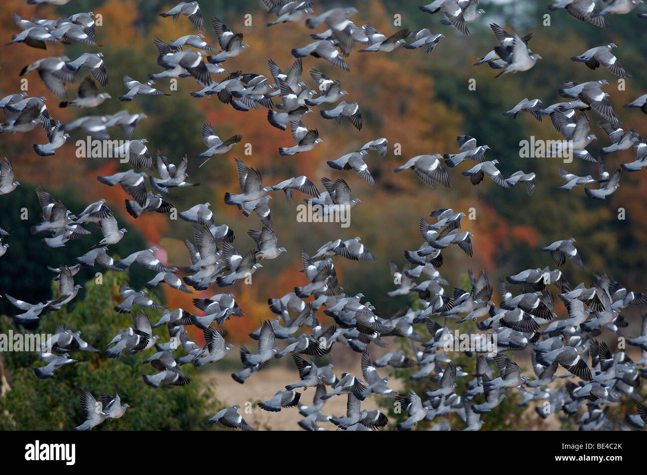 Flock of pigeons in flight hi-res stock photography and images - Alamy