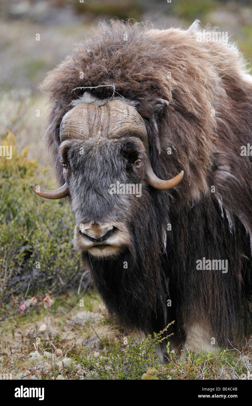 Portrait musk hi-res stock photography and images - Alamy