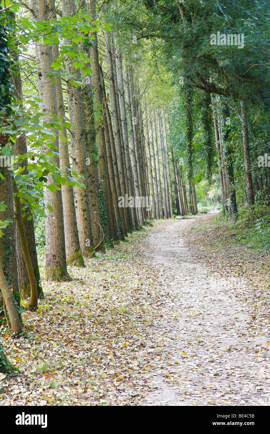 Leafy footpath through forest hi-res stock photography and images - Alamy