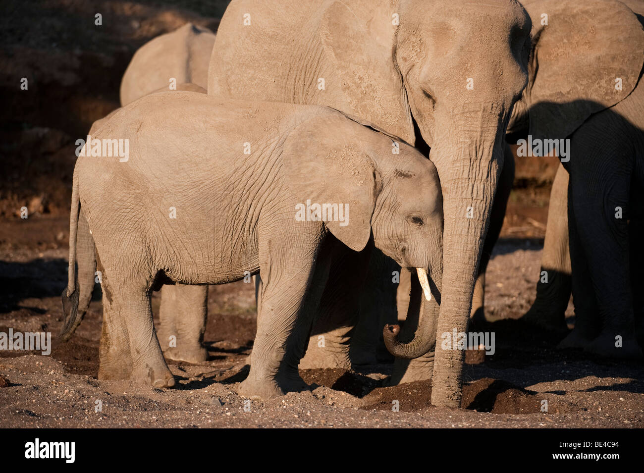 African elephant with young ( Loxodonta africana africana), Tuli Block ...