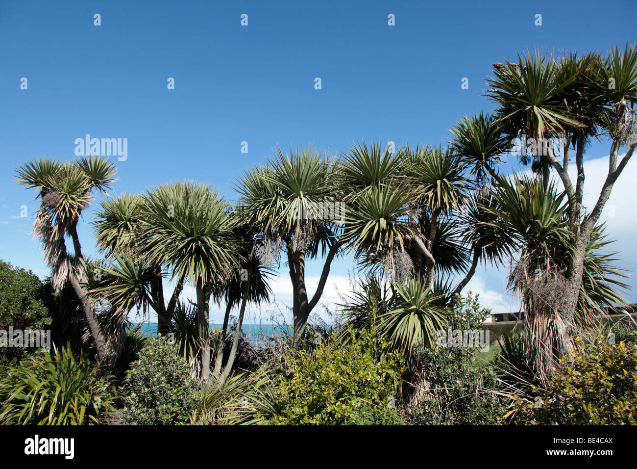 Native NZ cabbage trees ( Cordyline australis ), Timaru,South ...