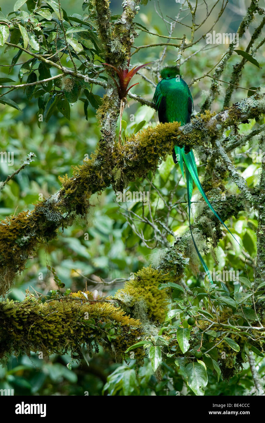Quetzal hi-res stock photography and images - Alamy