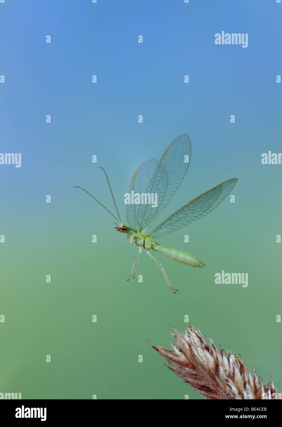 Lacewing Chrysoperla carnea in flight Stock Photo - Alamy