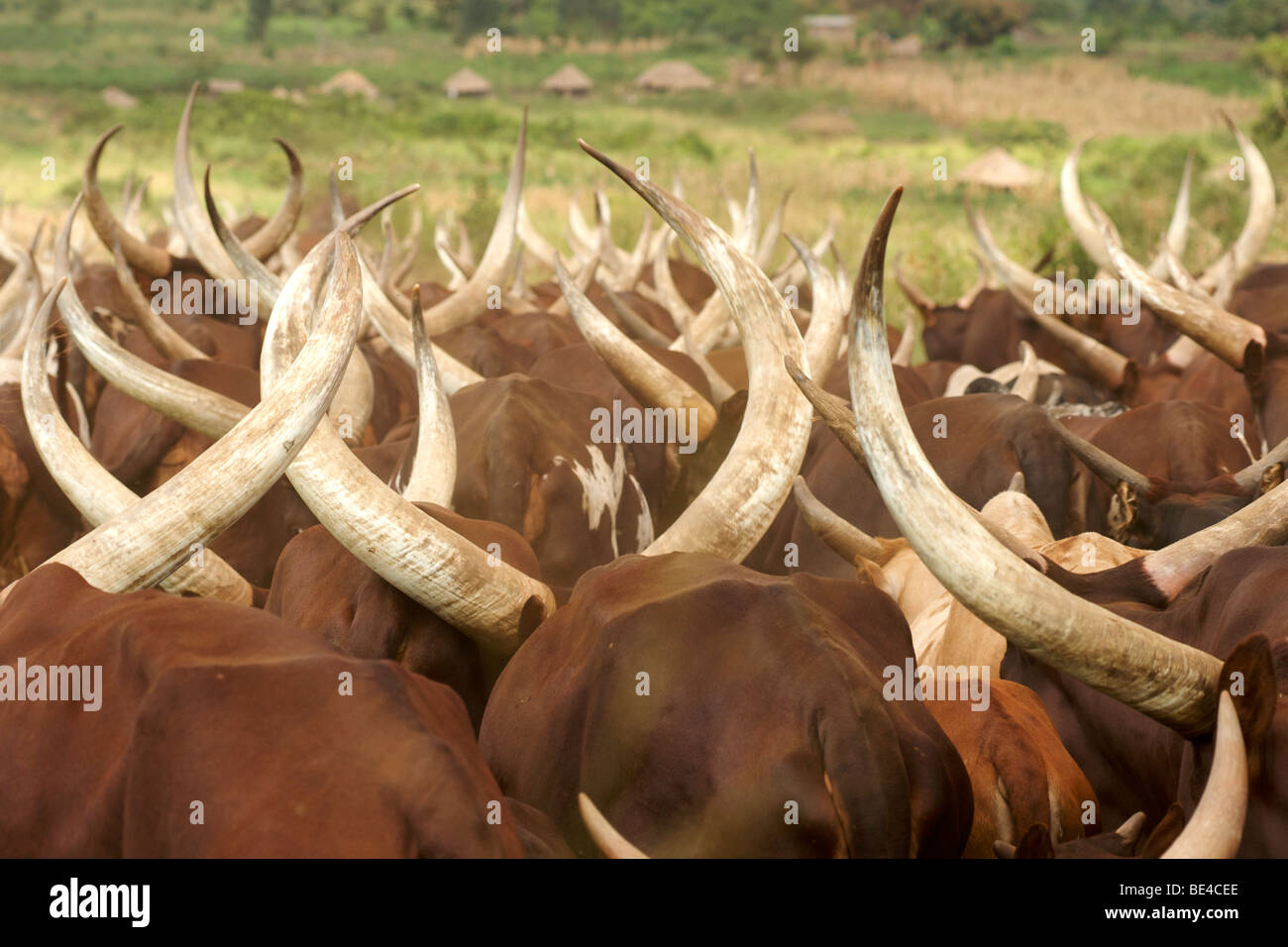 Ankole cattle hi-res stock photography and images - Alamy
