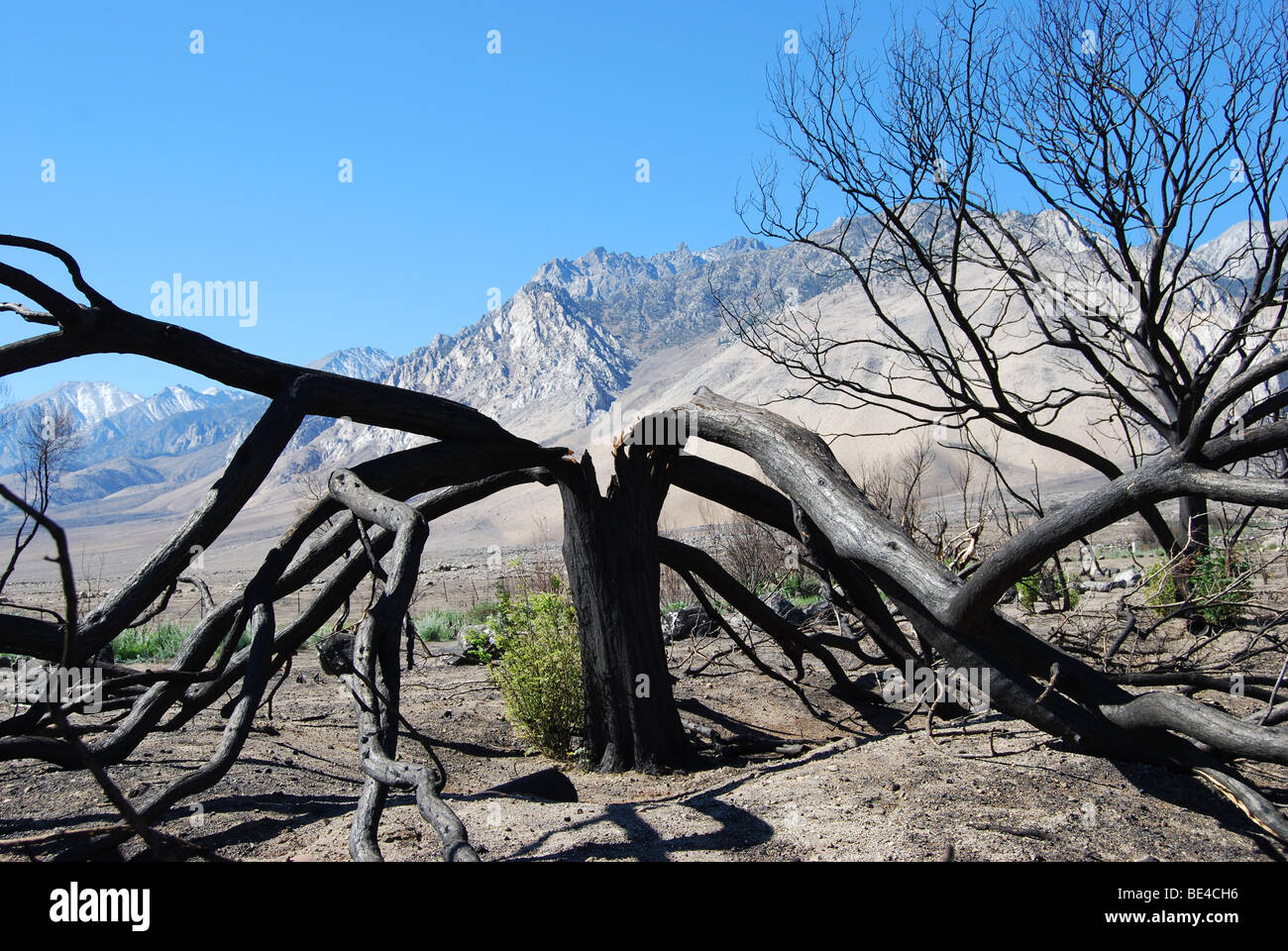 Lightening strike tree hi-res stock photography and images - Alamy