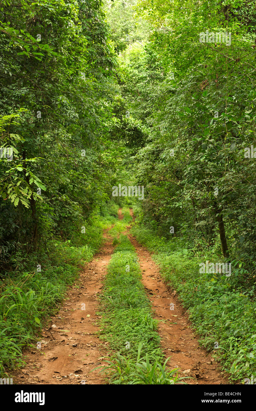 Dirt road through the Budongo Forest Reserve in Uganda Stock Photo - Alamy