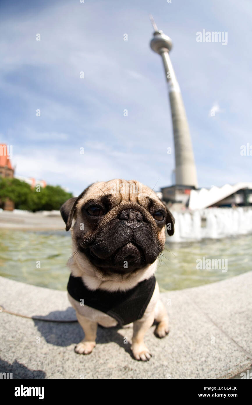 A young pug posing at the Fountain of Friendship between Peoples in ...