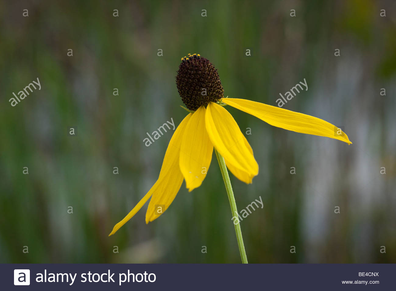 Ratibida Pinnata Stock Photos & Ratibida Pinnata Stock Images - Alamy