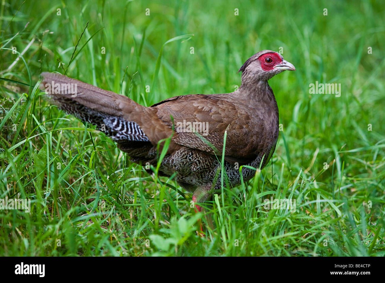 Silver pheasant hi-res stock photography and images - Alamy