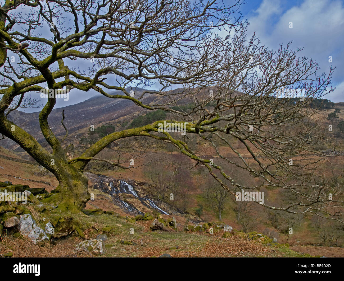 Valley oak tree hi-res stock photography and images - Alamy