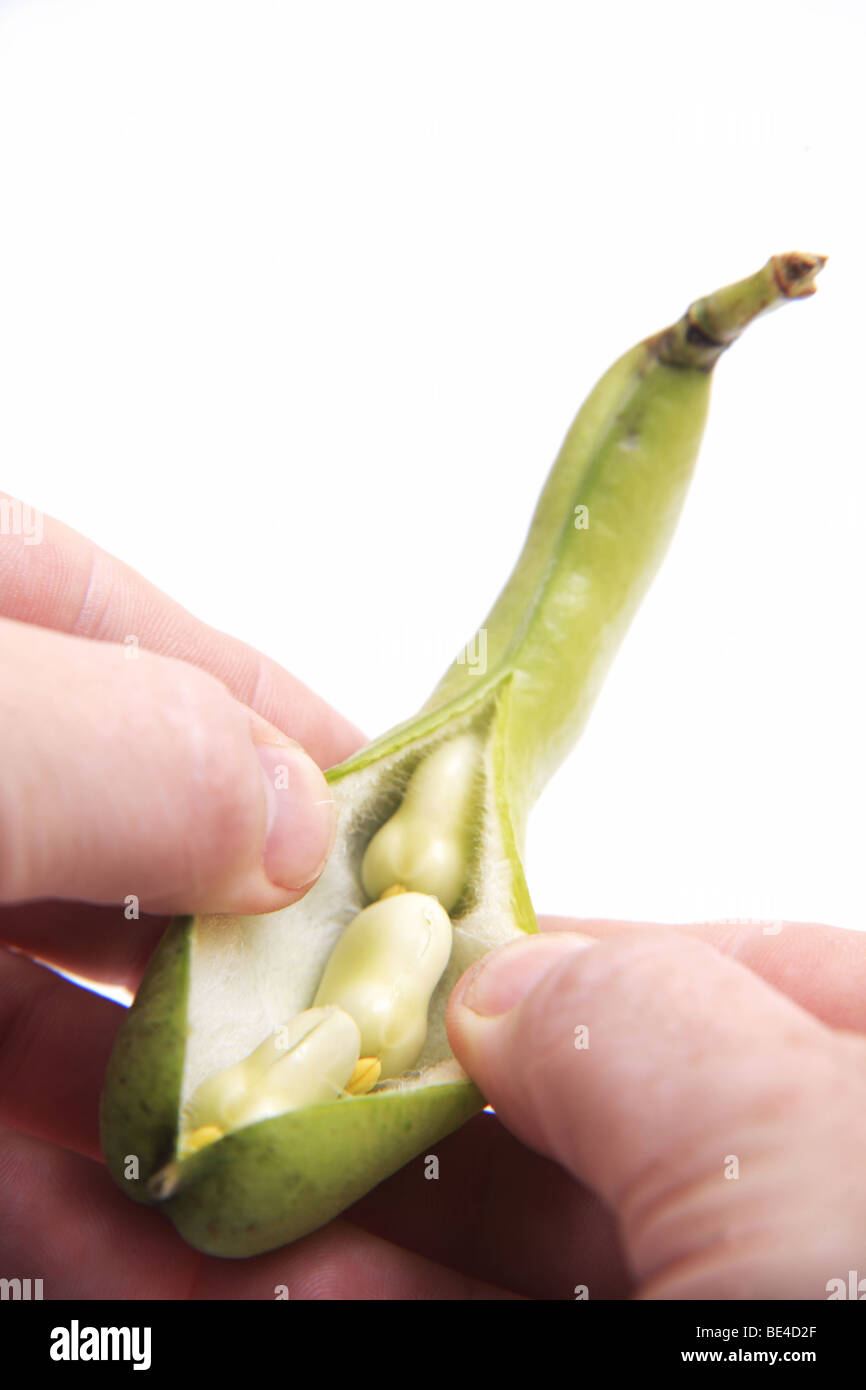 Broad bean pod hi-res stock photography and images - Alamy