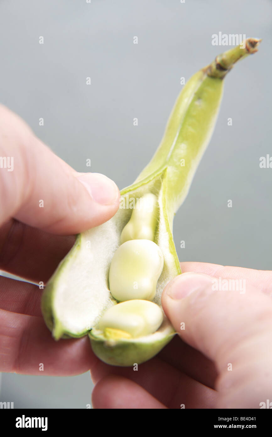 Broad bean pod hi-res stock photography and images - Alamy