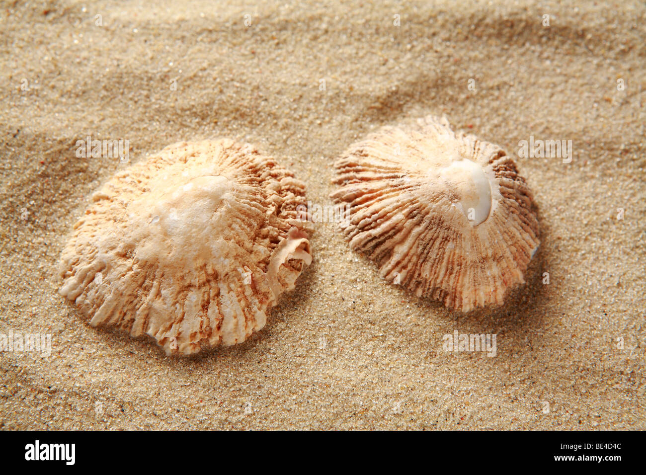 Top two shells hi-res stock photography and images - Alamy