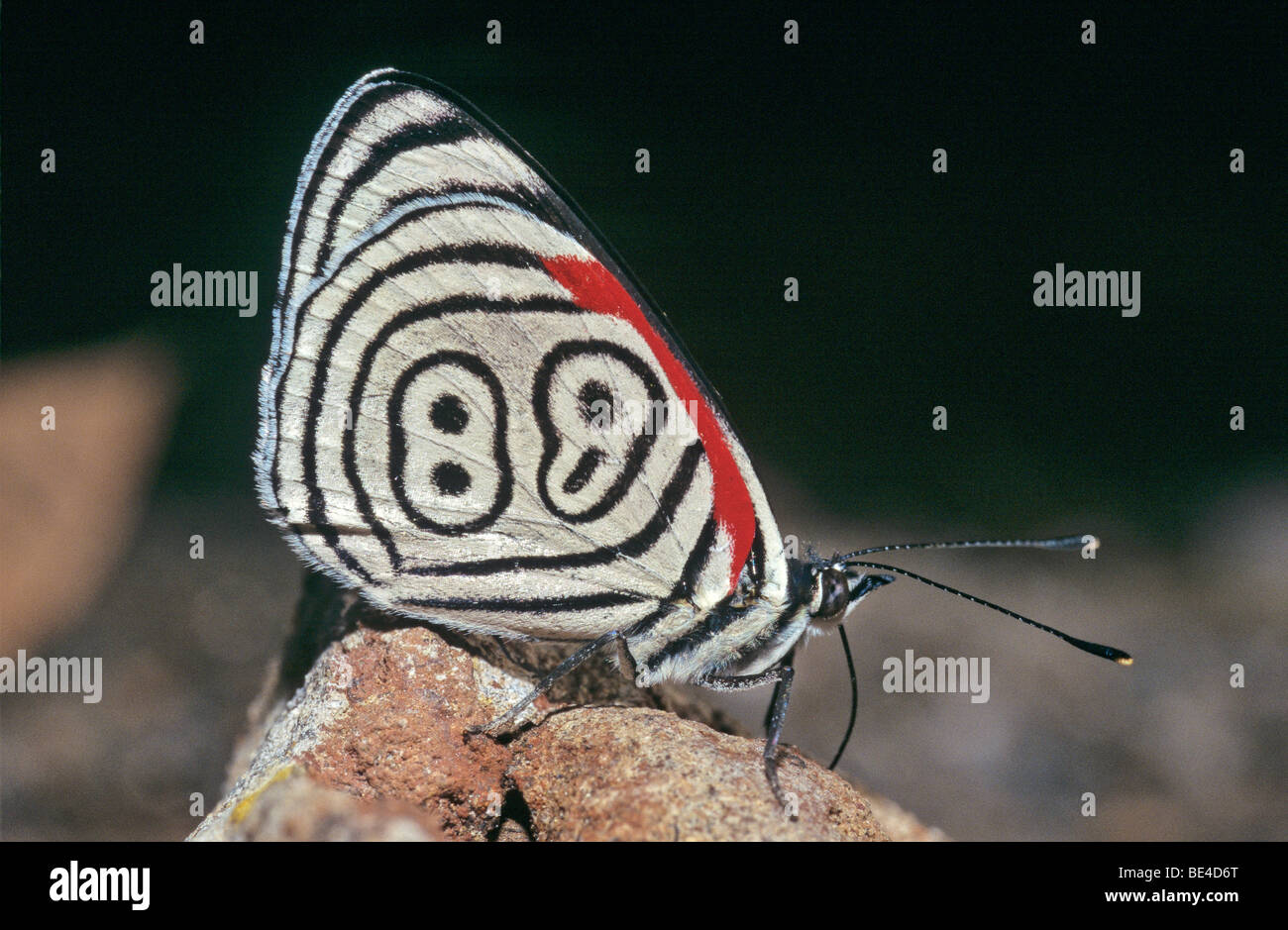 88 Butterfly (Diaethria clymena Stock Photo - Alamy