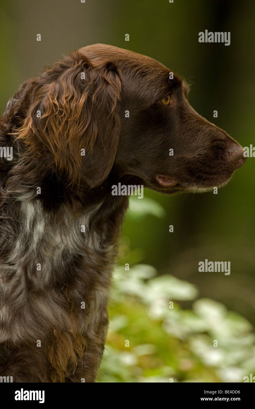 Dog - Small Munsterlander (Kleiner Munsterlander) - Portrait -Wisconsin ...