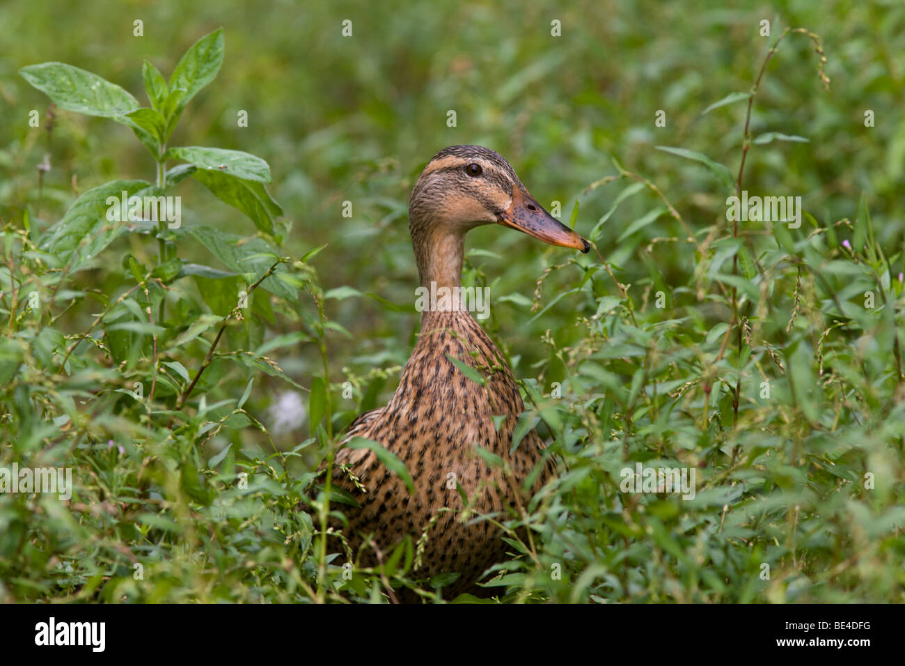 Hiding duck hi-res stock photography and images - Alamy