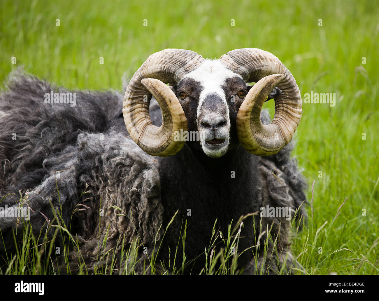 Big Horned Black Sheep. A large black and white woolly sheep in a green ...